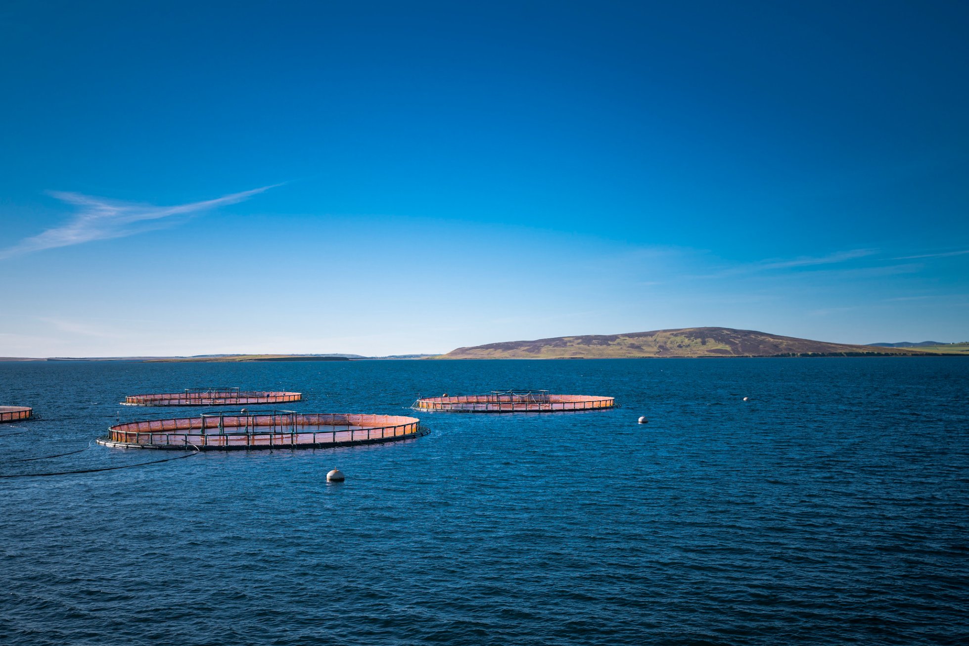 Salmon Scotland | The Voice of the Scottish Salmon Sector