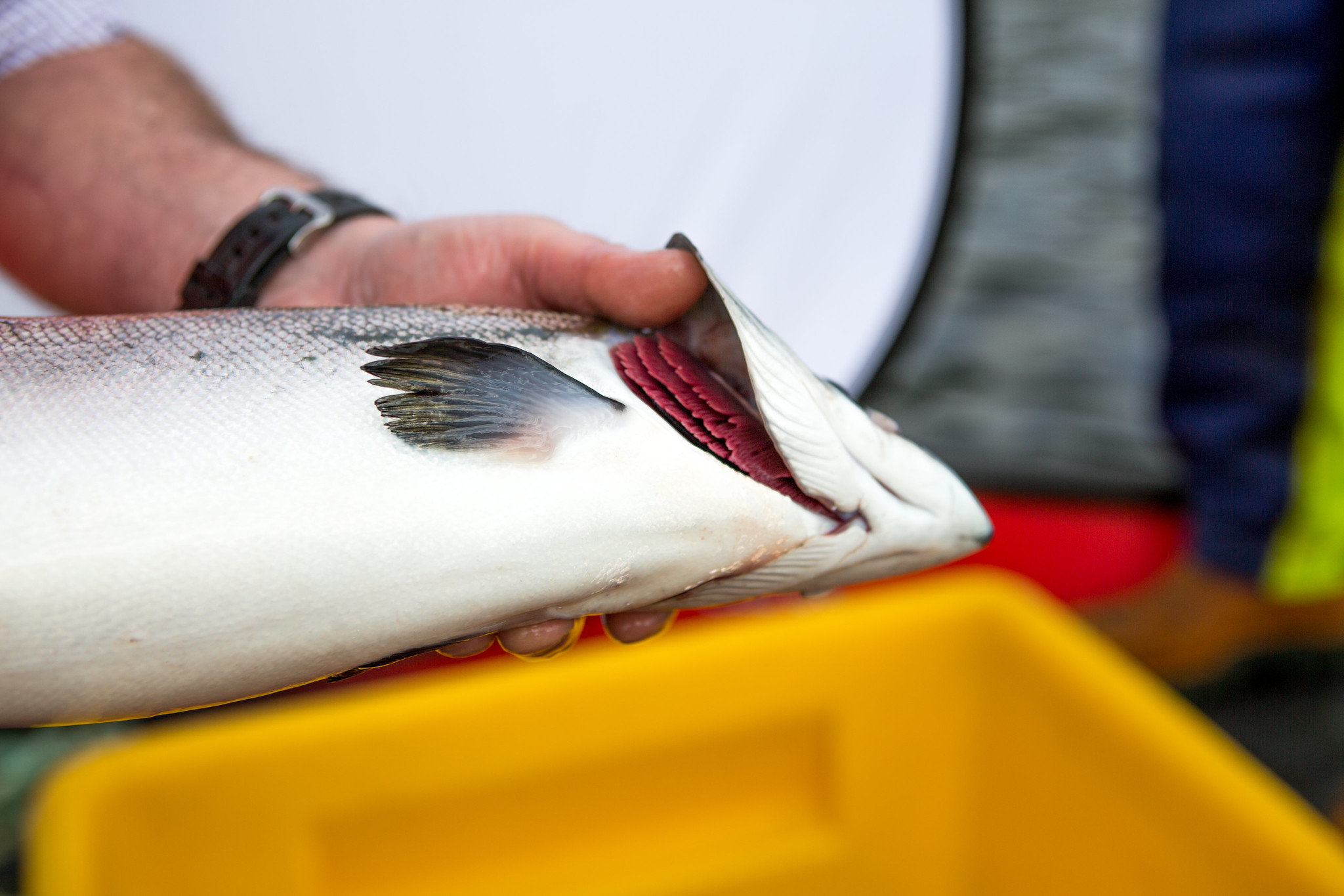 How does health and welfare of fish contribute towards the success of ... How does health and welfare of fish contribute towards the success of ...