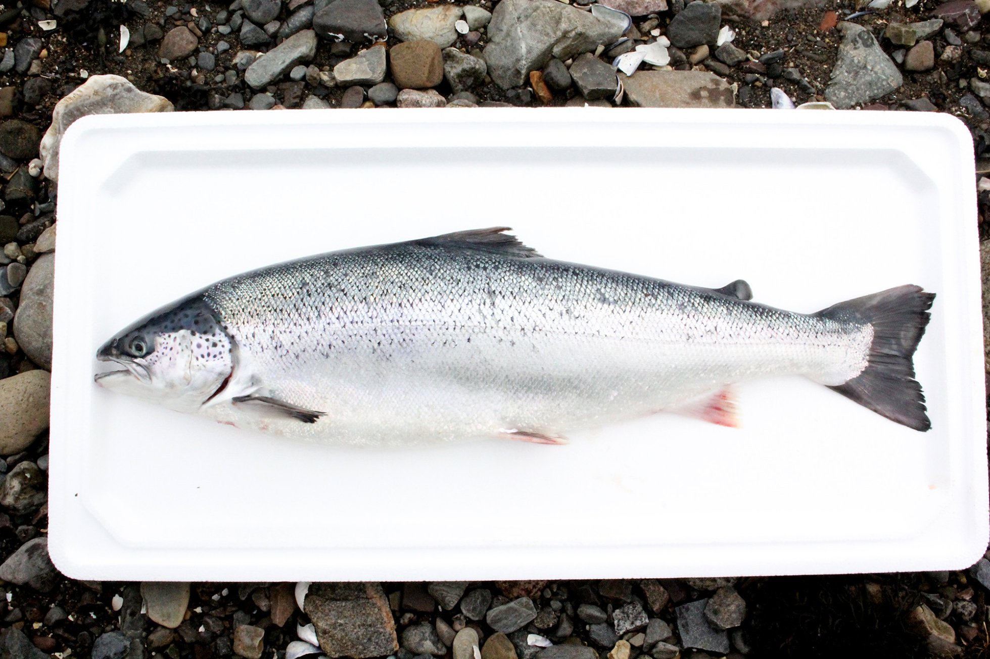Technical Standards | Salmon Scotland