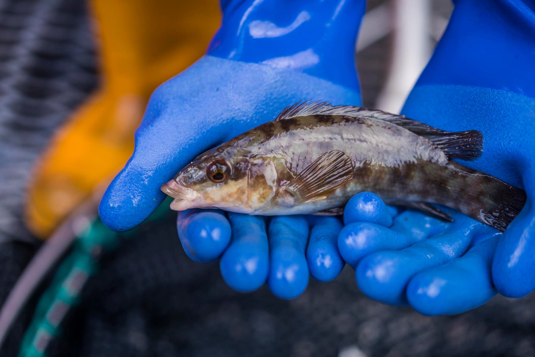 Cleaner Fish | Salmon Scotland
