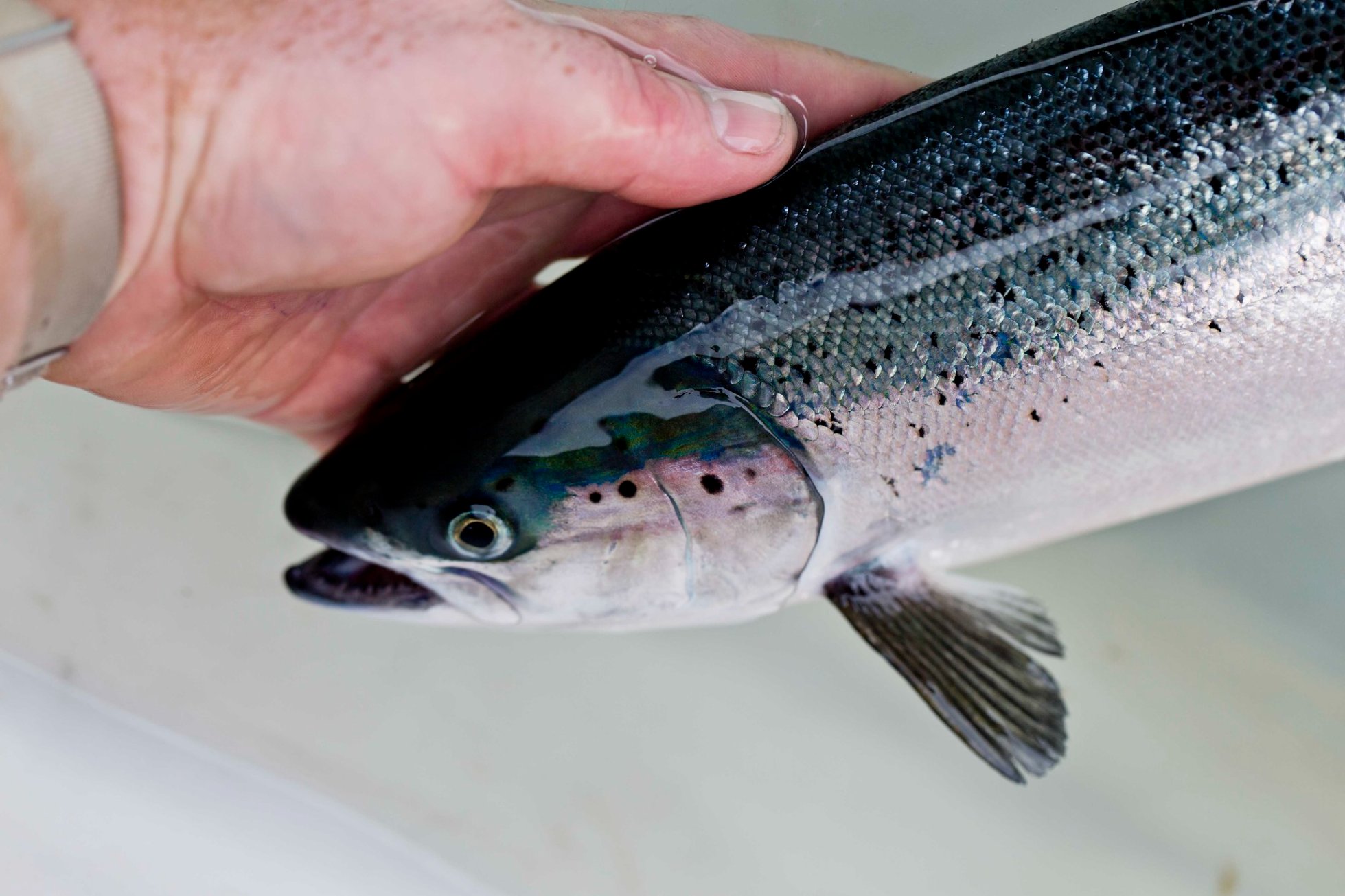 10-Year Farmed Fish Health Framework | Salmon Scotland