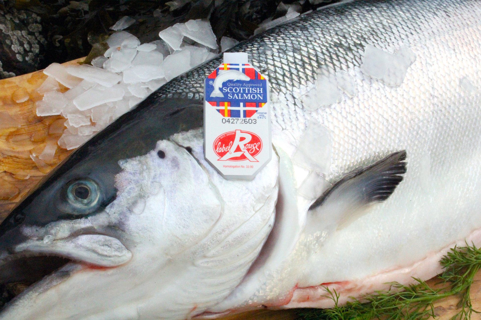 Label Rouge Scottish Salmon | Salmon Scotland
