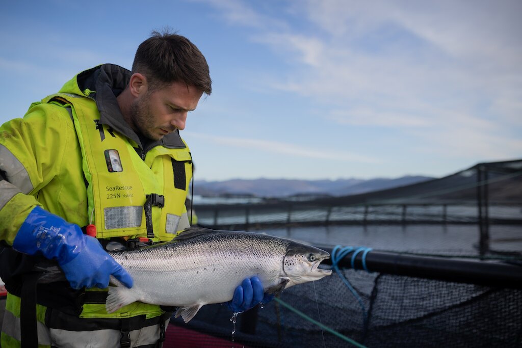 Scottish salmon survival best on record | Salmon Scotland