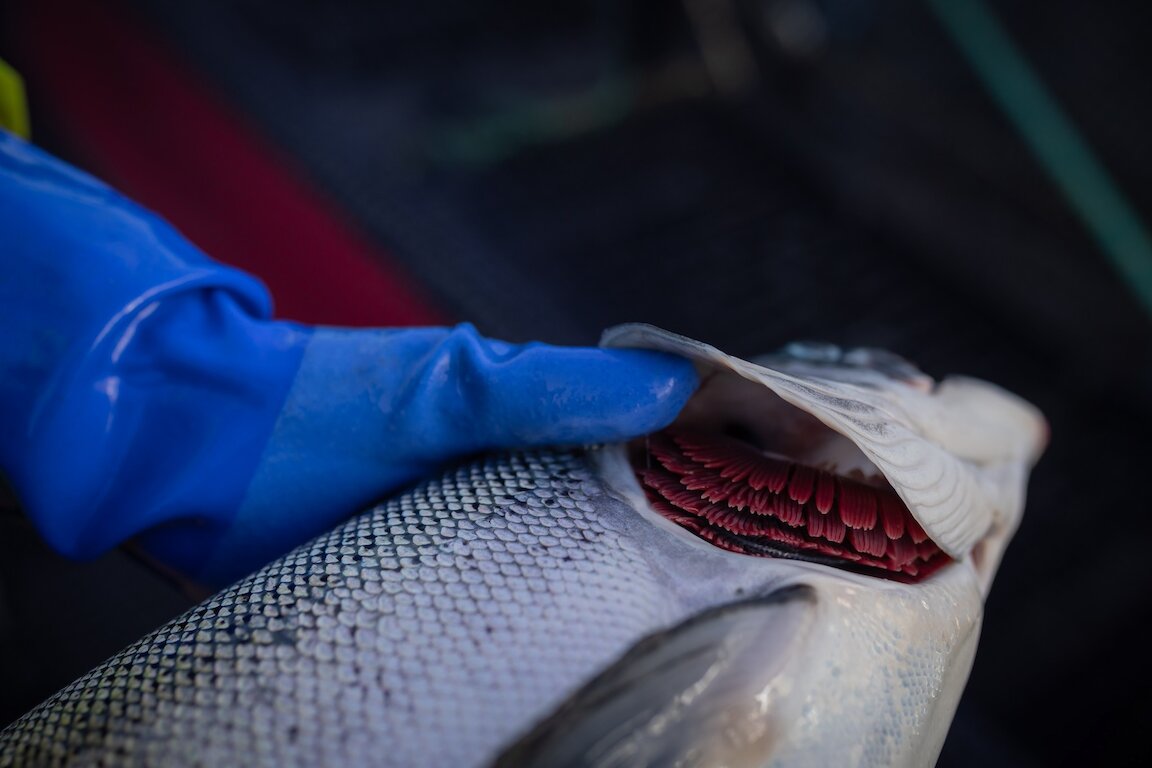 Scottish salmon survival best on record | Salmon Scotland