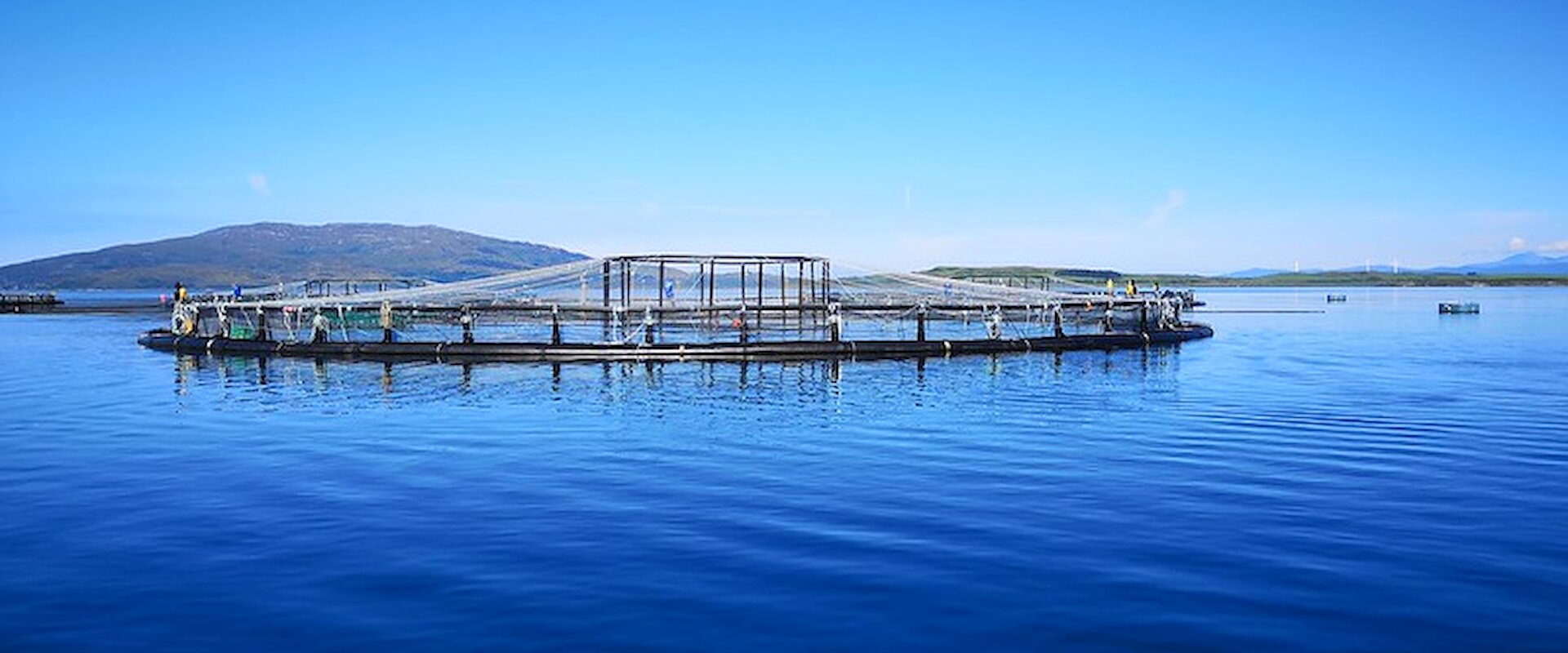 Scottish salmon farmers cut antibiotic use to record low | Salmon Scotland